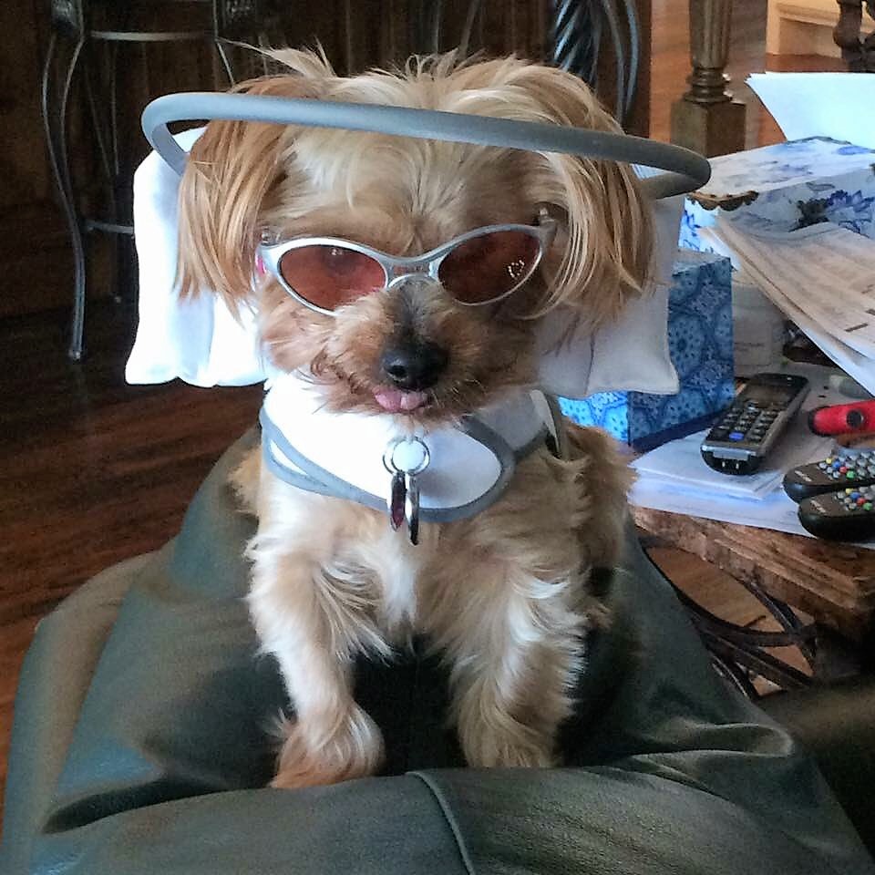 Muffin's Halo - A Bridge Back to Life