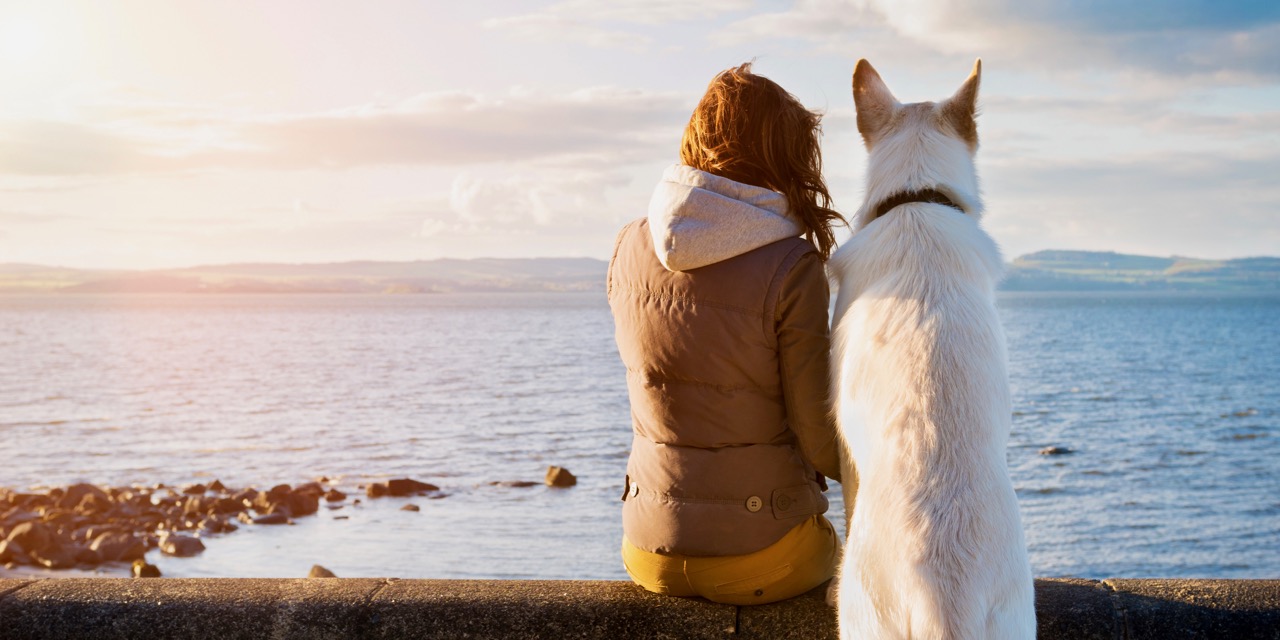 Four-Footed Healers Support the Team